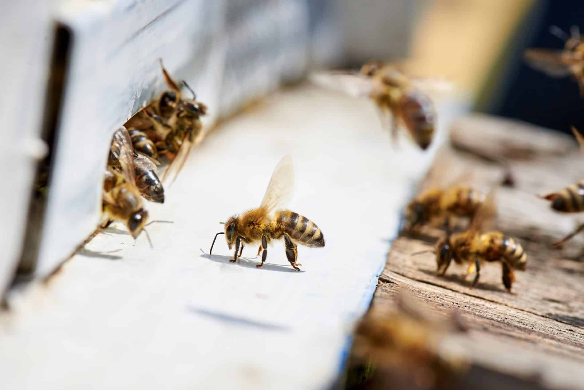 Renforcer son organisme avec les produits de la ruche - Secrets de Miel