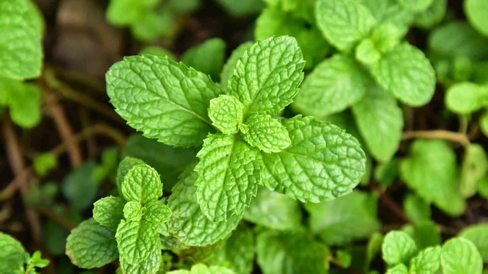 Menthe poivrée : bienfaits et conseils - Secrets de Miel